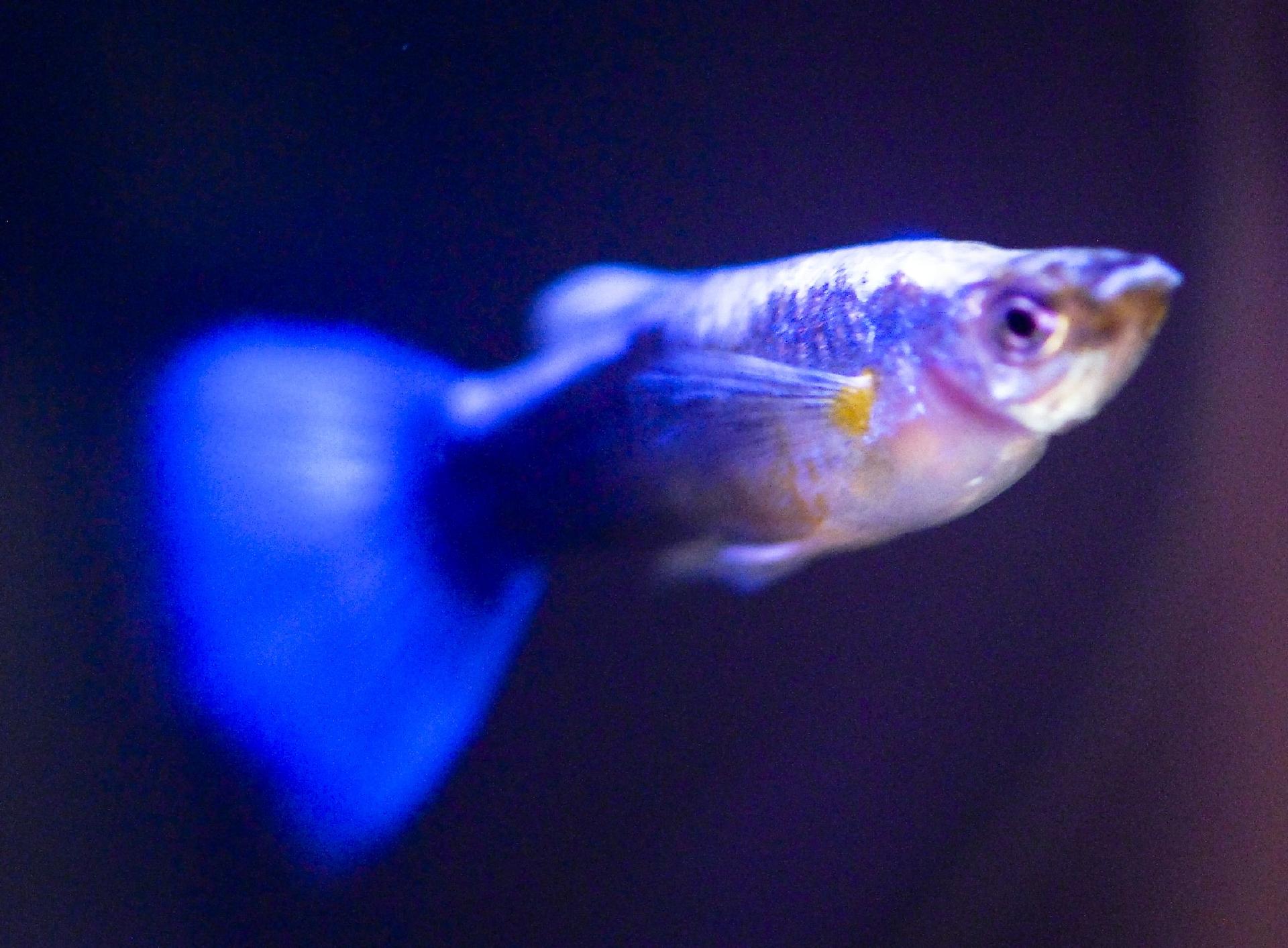 Le Prozac transforme les guppies en zombies
