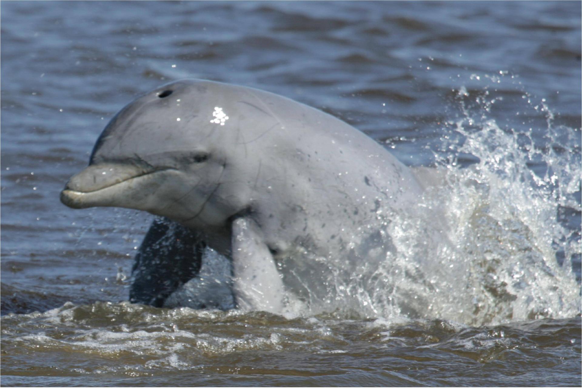 La santé des dauphins éclaire celle des océans et des hommes