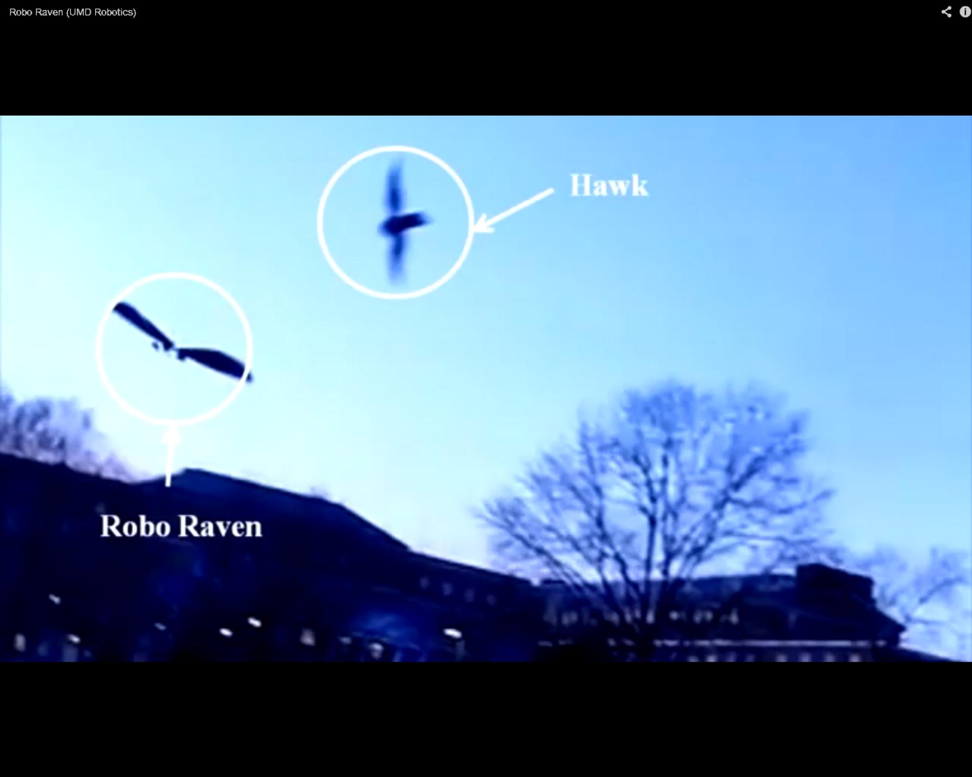 En vidéo : Robo Raven, le robot volant chassé par les faucons