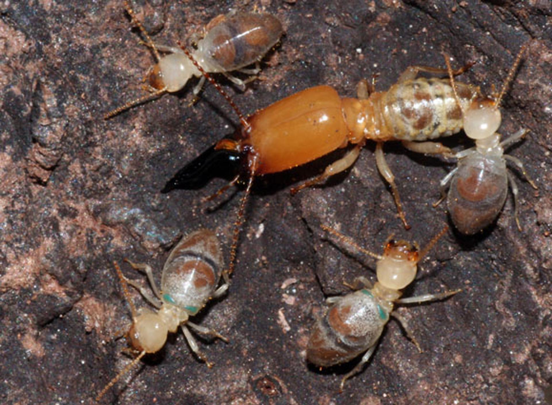 En vidéo : le termite explosif, kamikaze sacrifié pour la colonie