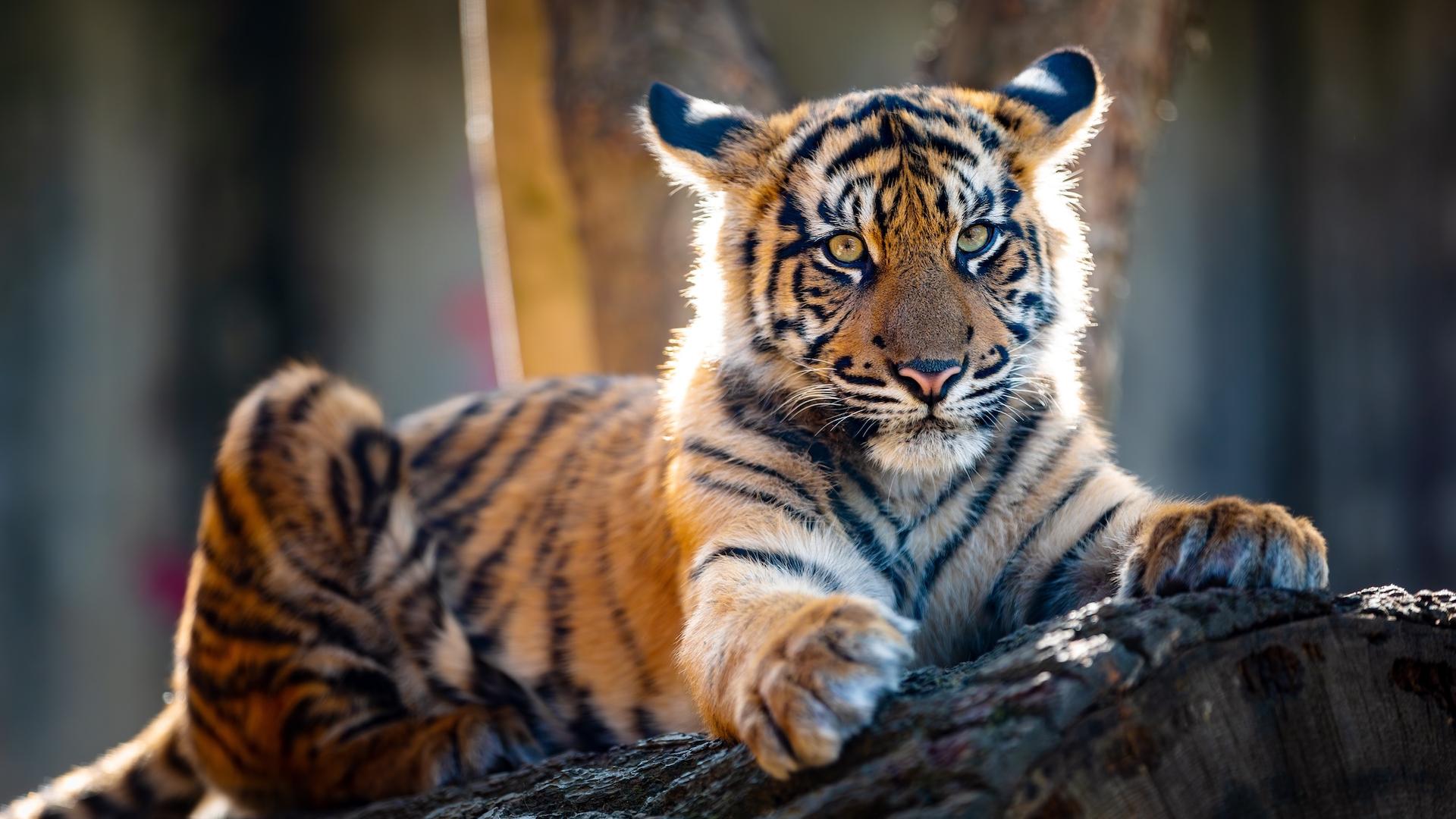 Pourquoi les scientifiques parlent d’un tournant pour le Tigre de ...