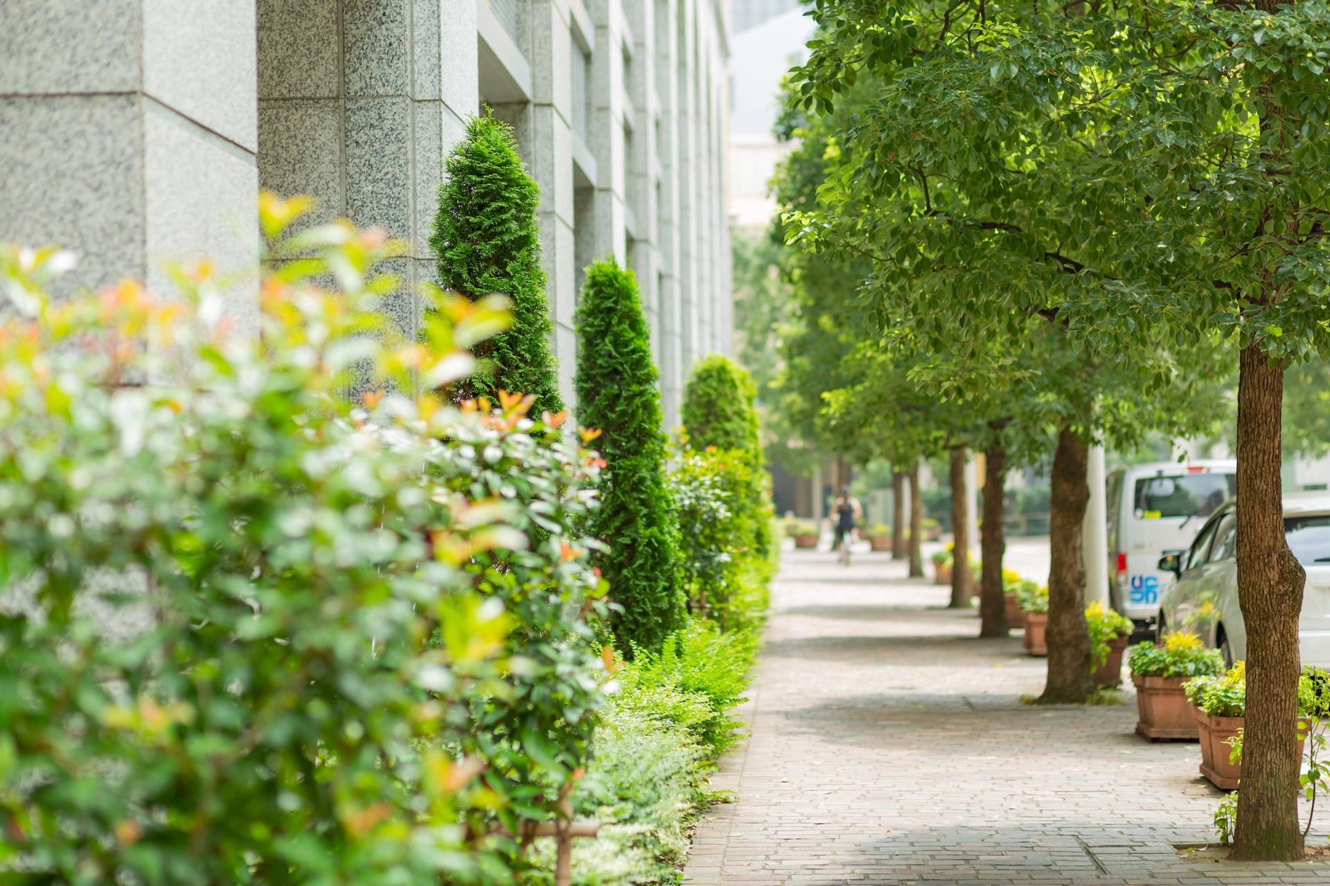 Planter plus d’arbres dans les villes permettrait de sauver des ...