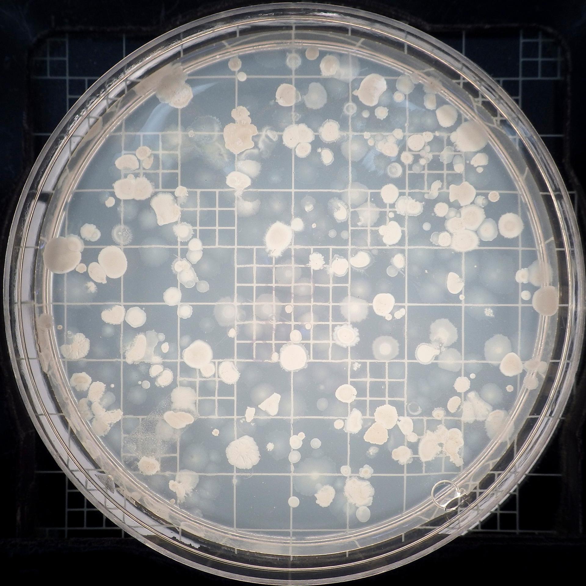 Définition | Bacillus subtilis : qu'est-ce que c'est ? | Futura santé