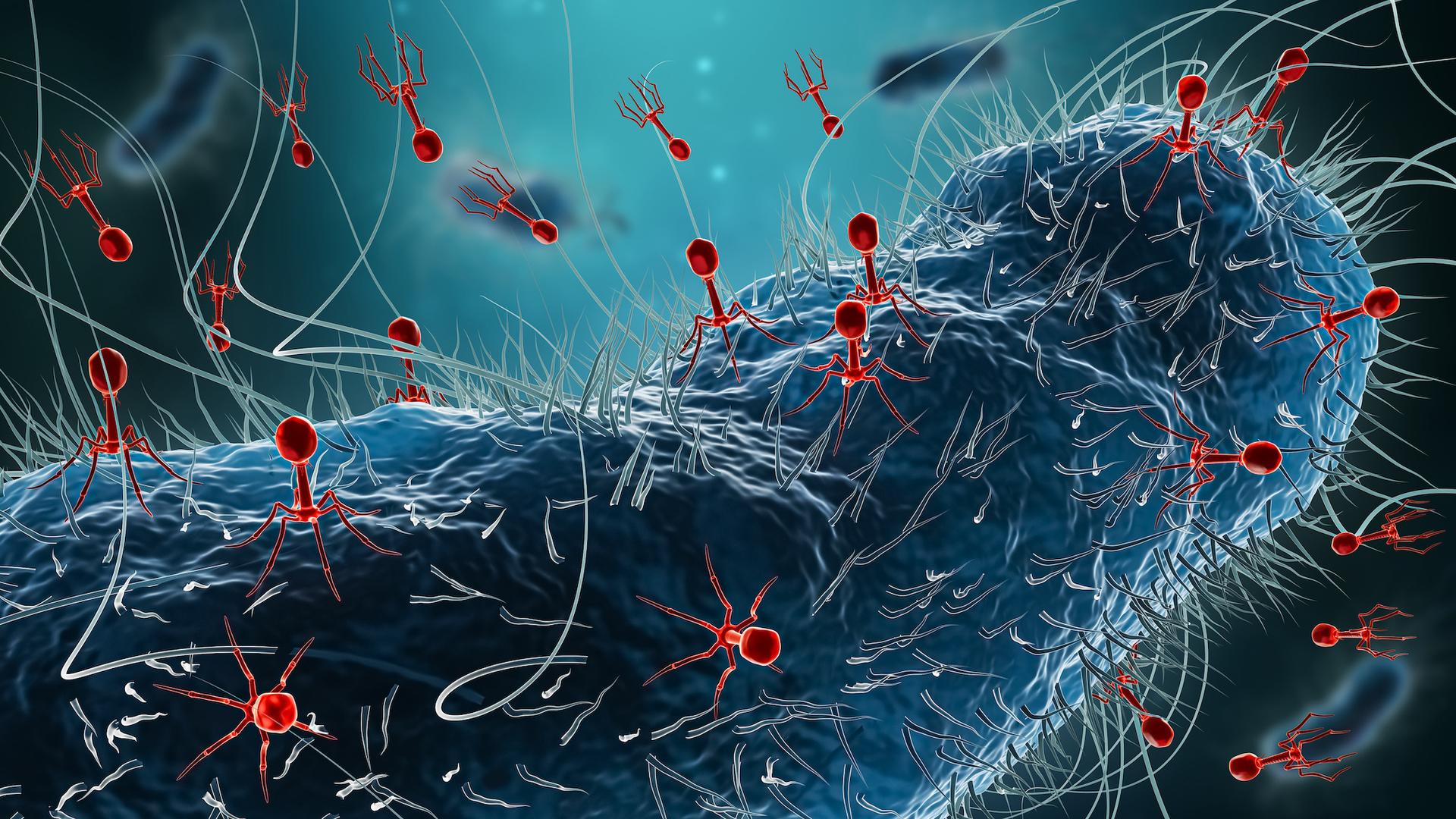 Cancer colorectal : des virus cachés dans nos bactéries pourraient ...
