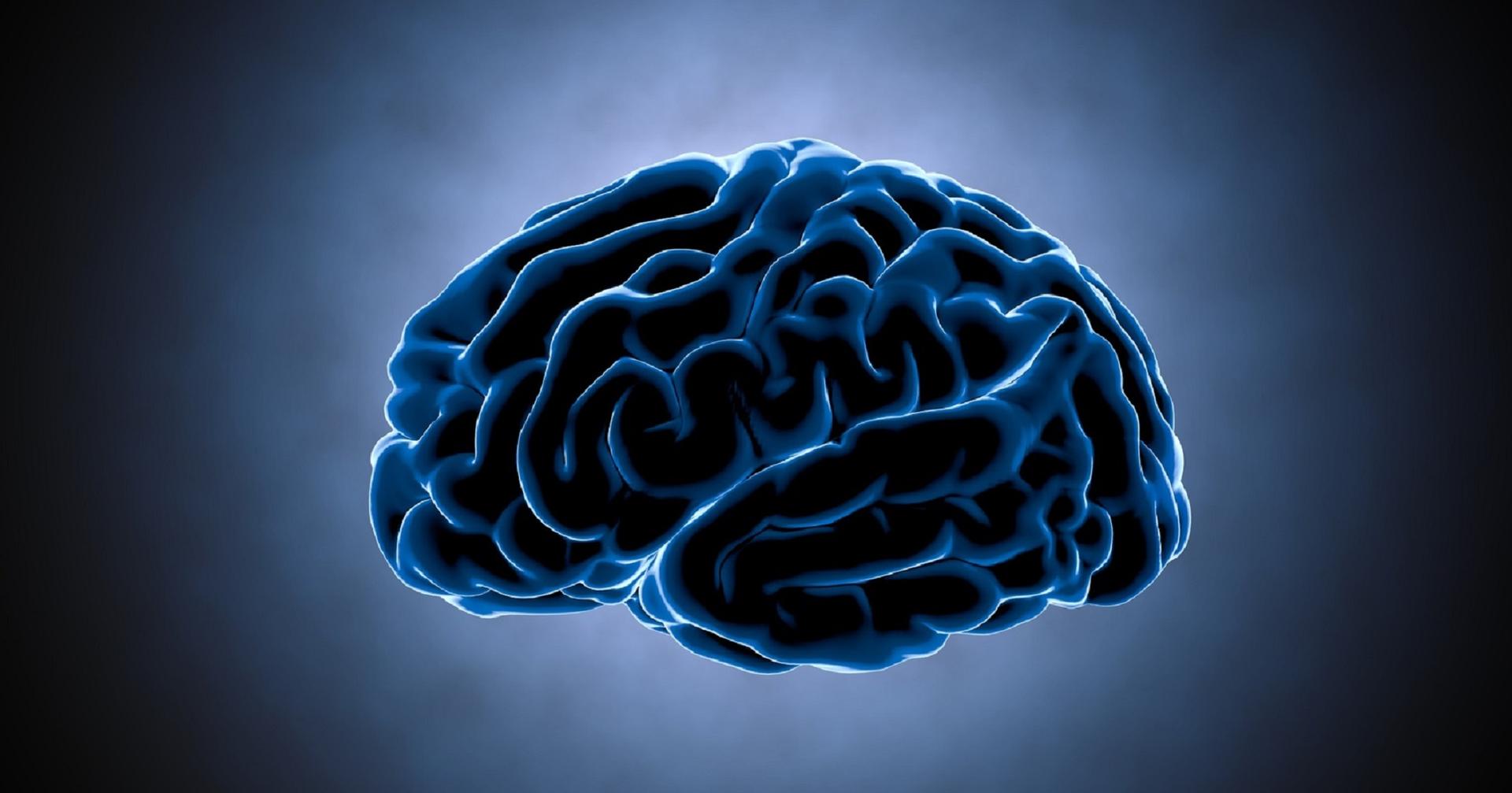 Définition | Gyrus fusiforme : qu'est-ce que c'est ? | Futura santé