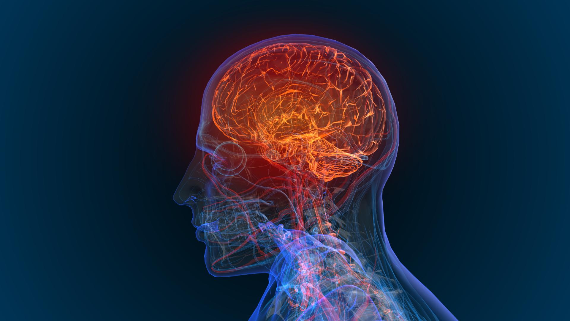 Quand la température du cerveau dépasse 40 °C