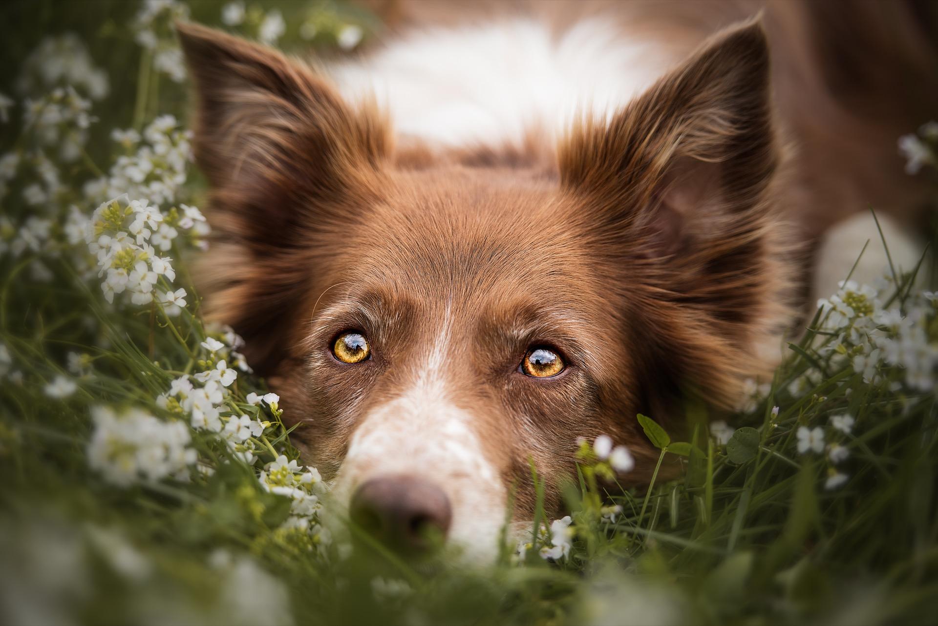 Ce parasite du chien offre un nouvel espoir pour traiter les cancers ...