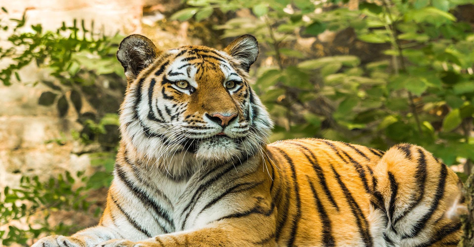 Aux quatre coins du monde, les animaux se parent de rayures