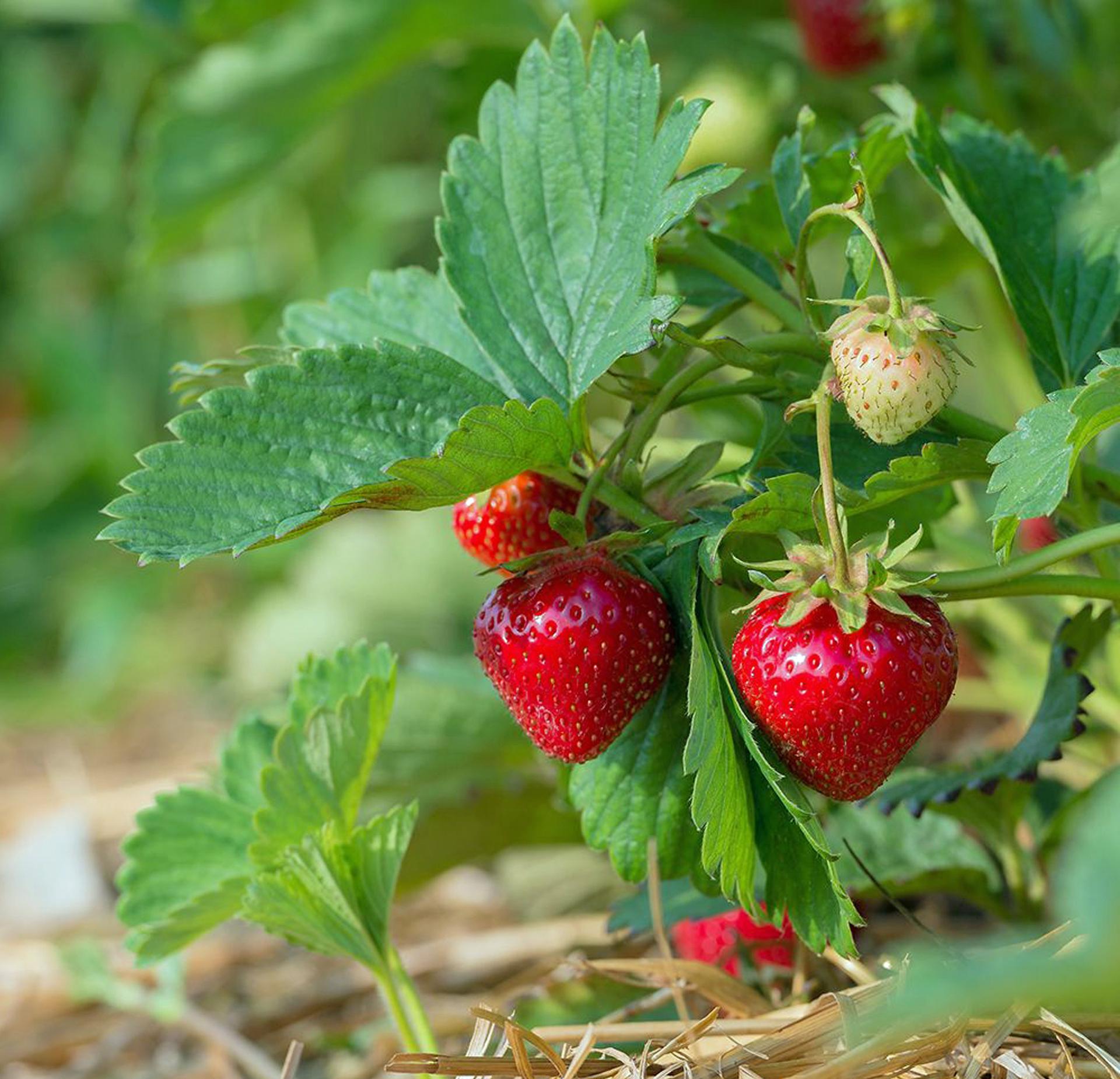 Quand et comment planter un pied de fraisier à racines nues