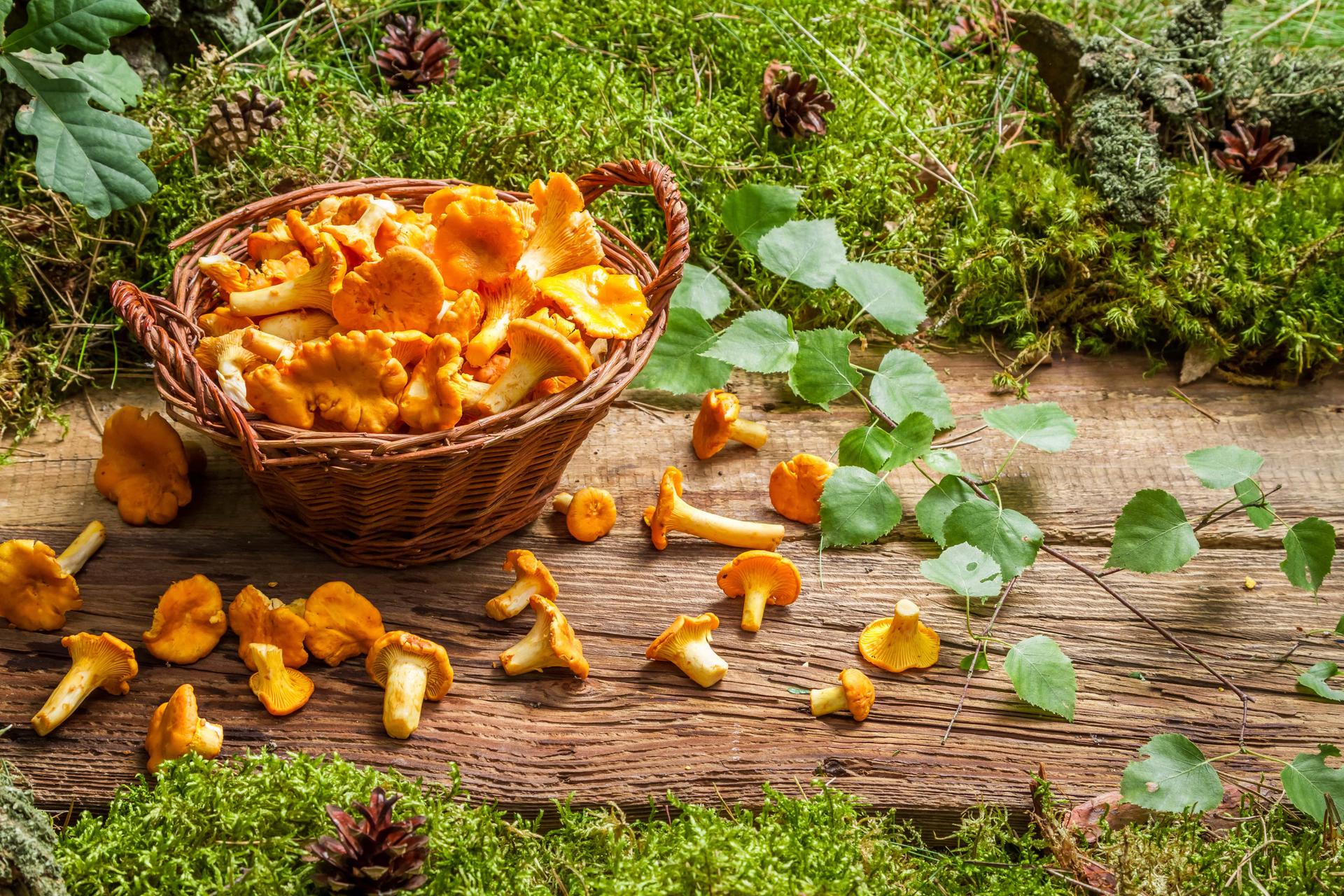 Quelle différence entre girolle et chanterelle