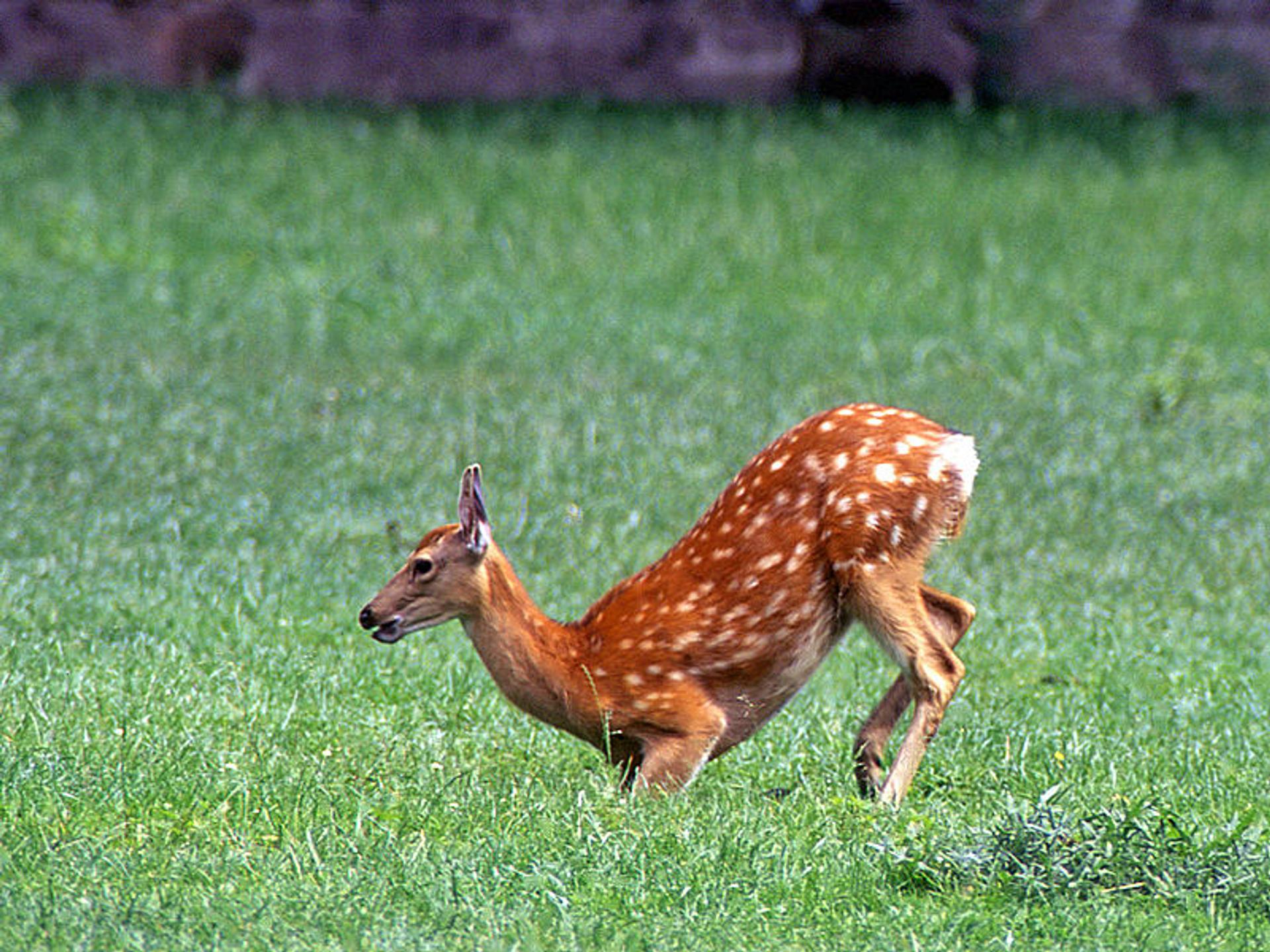 Définition | Cerf sika : qu'est-ce que c'est ? | Futura planète