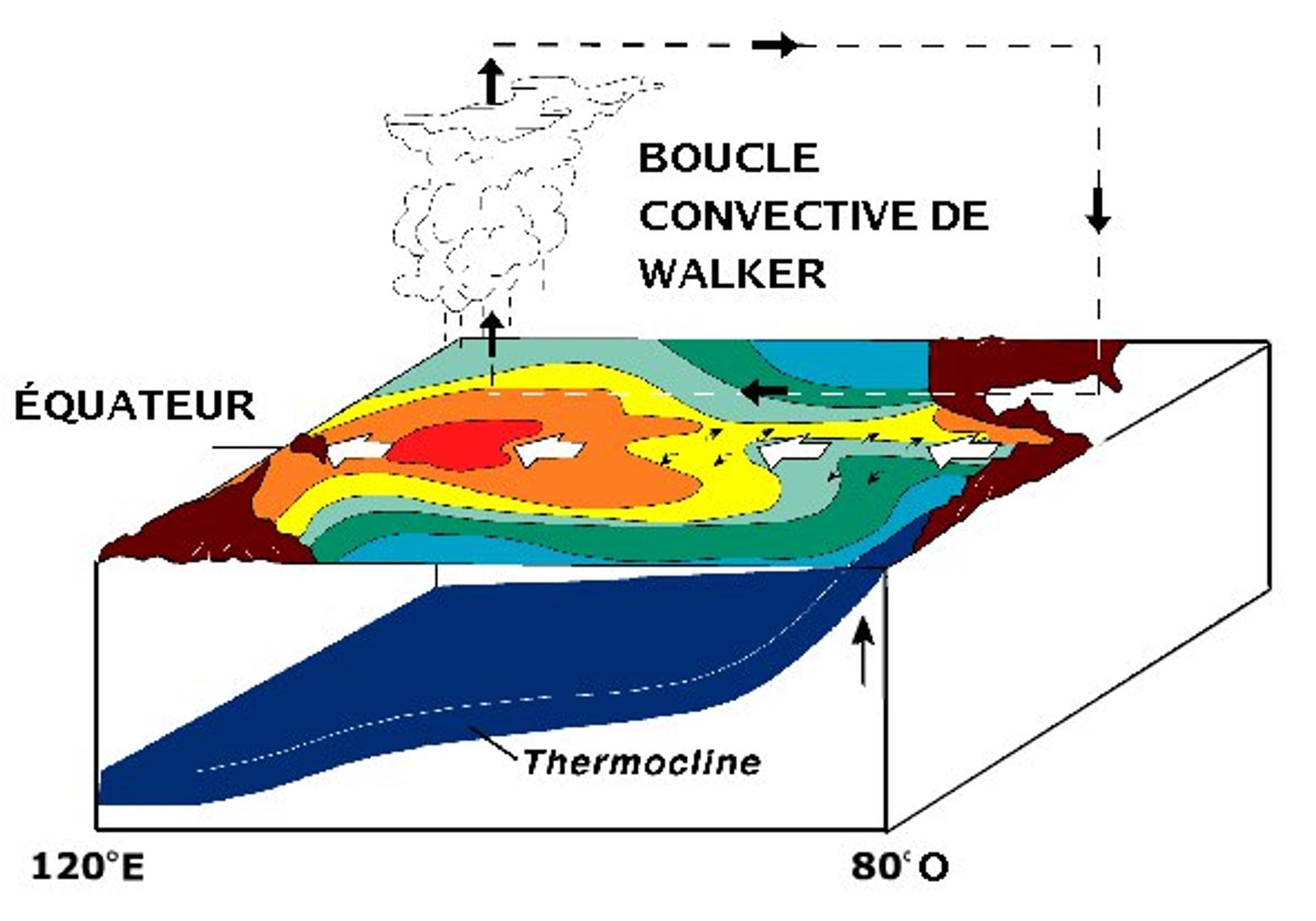 Définition | Circulation de Walker : qu'est-ce que c'est ? | Futura planète