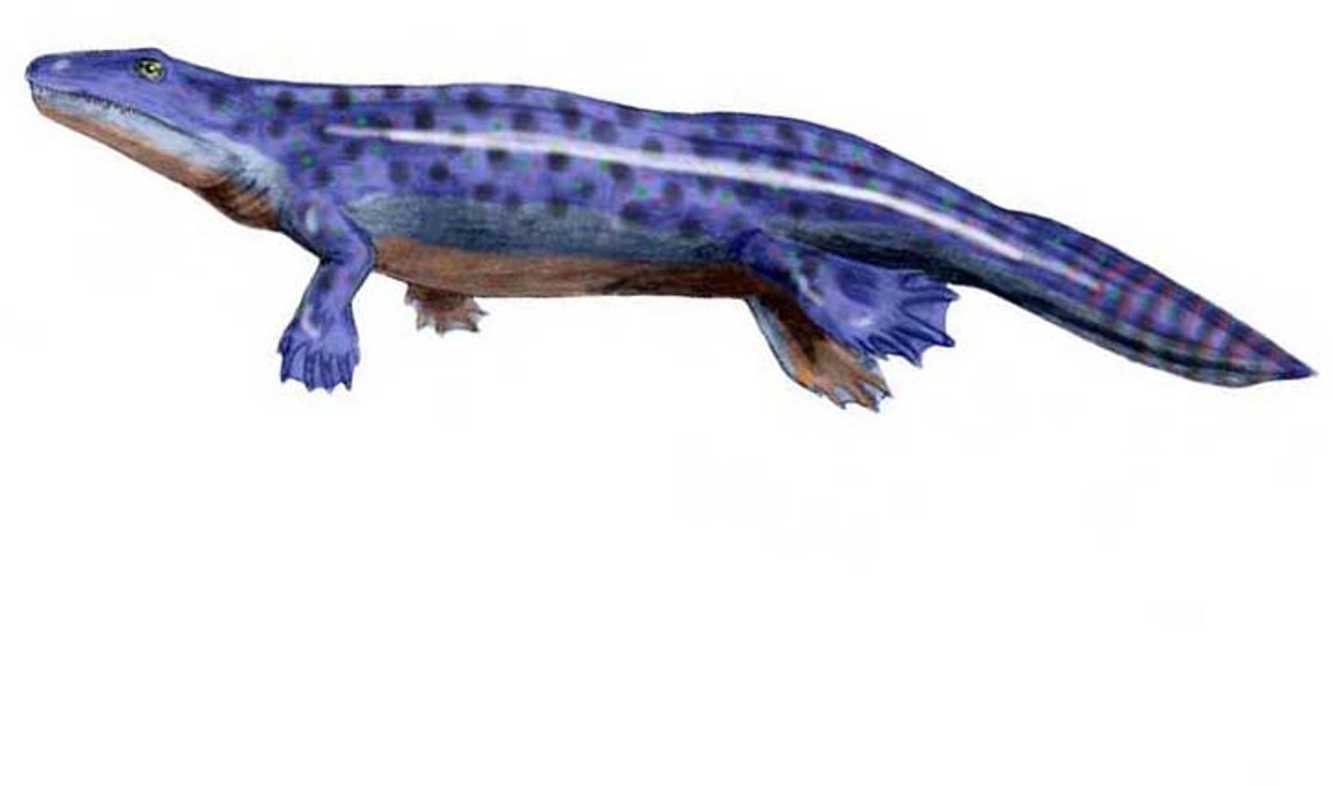 Définition | Exaptation : qu'est-ce que c'est ? | Futura planète