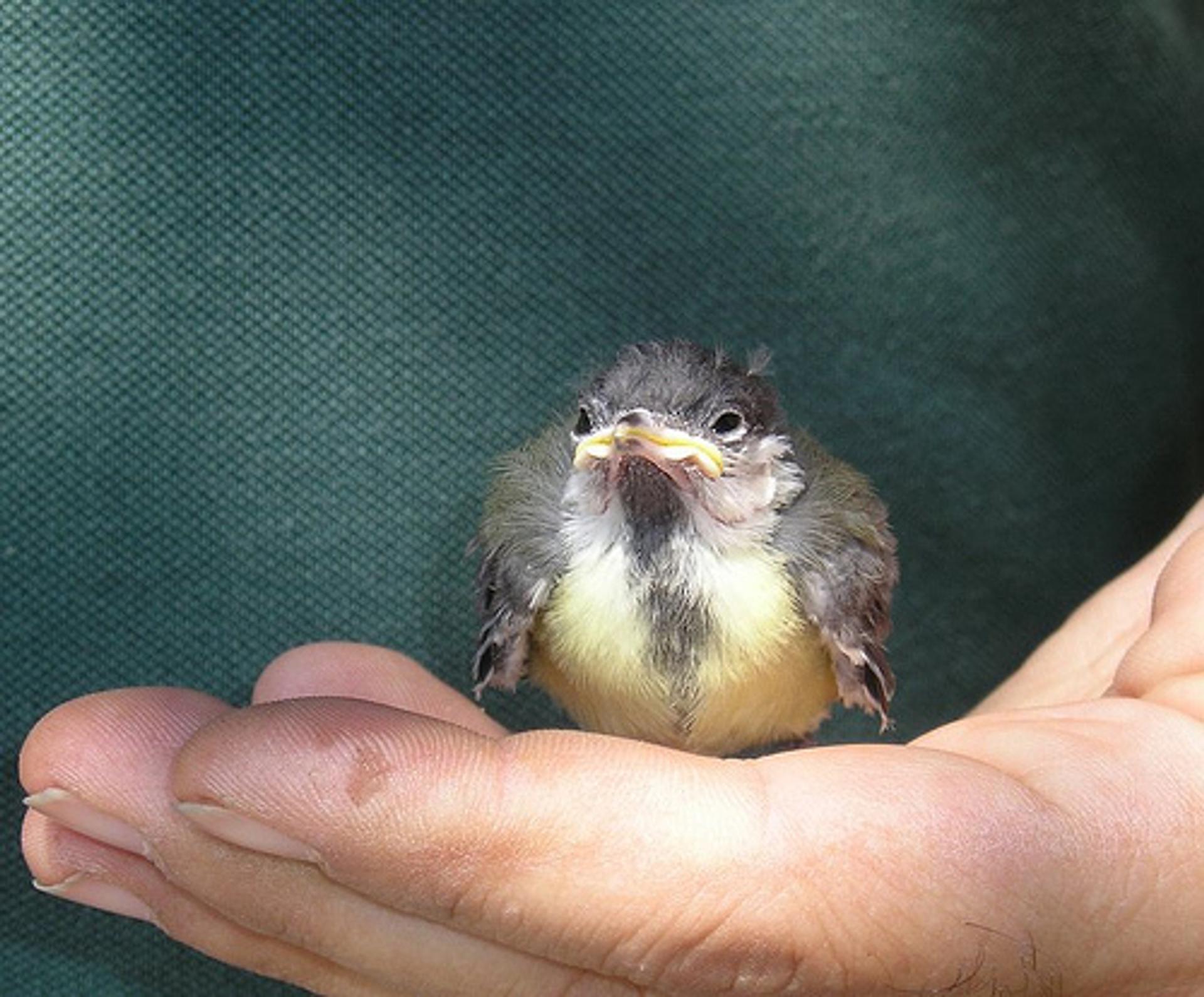 Définition | Imprégnation : qu'est-ce que c'est ? | Futura santé