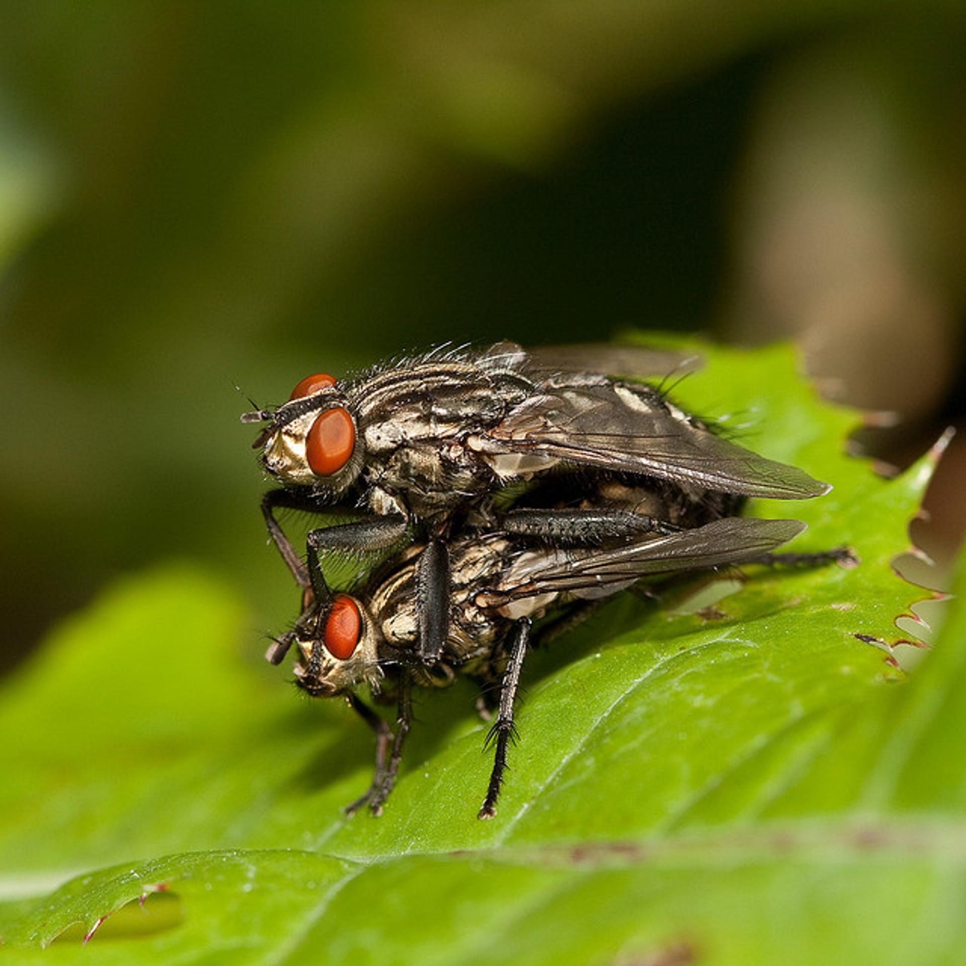 Définition | Fécondation interne : qu'est-ce que c'est ? | Futura planète