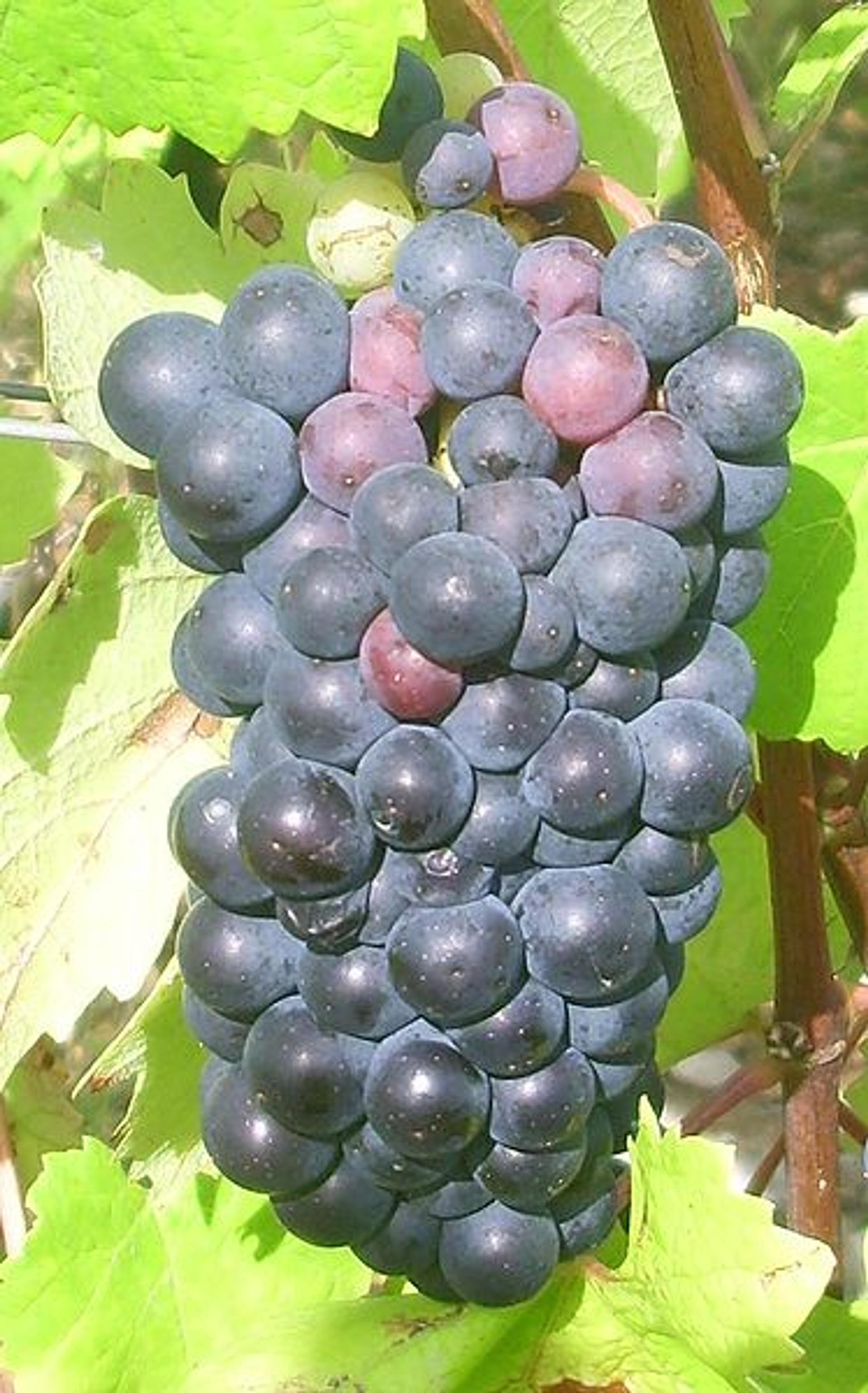 Définition | Pinot noir : qu'est-ce que c'est ? | Futura planète