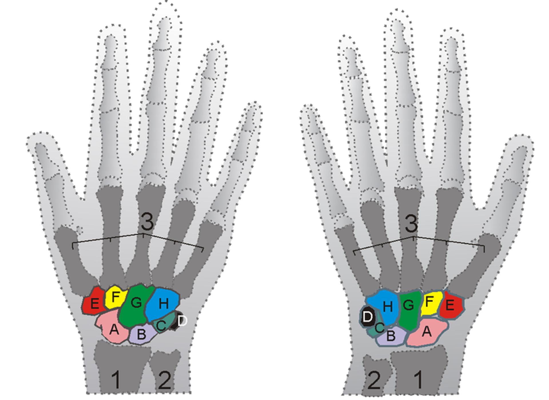 Définition | Carpe : qu'est-ce que c'est ? | Futura santé