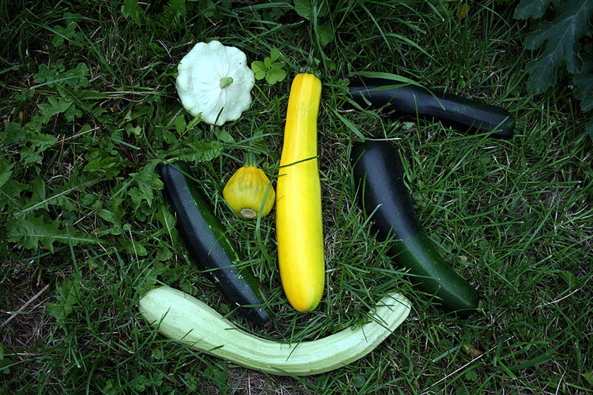 Définition | Courgette : qu'est-ce que c'est ? | Futura planète