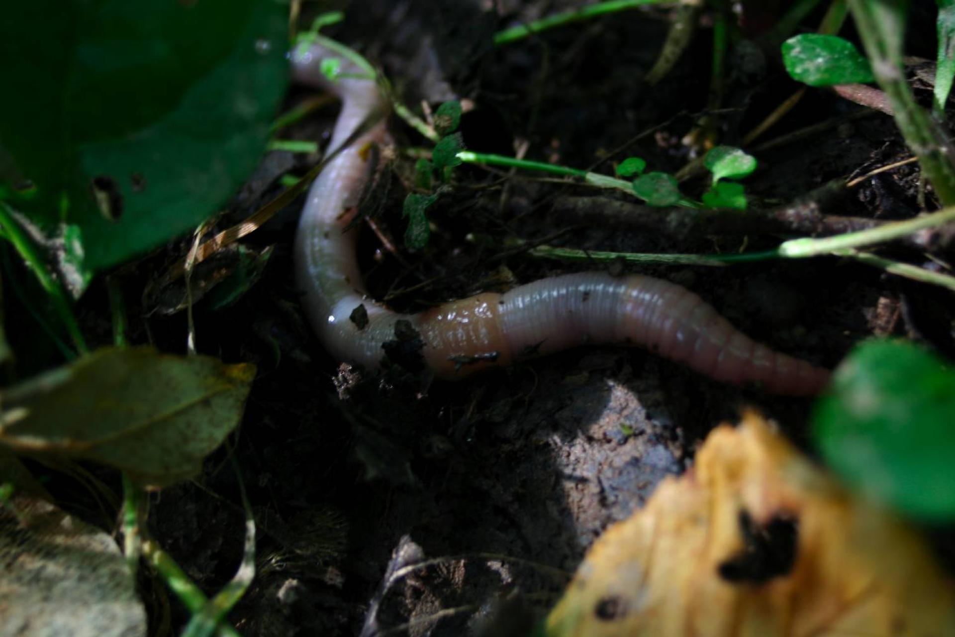 Définition | Détritivore : qu'est-ce que c'est ? | Futura planète