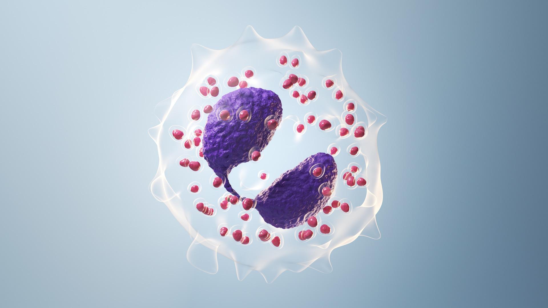 Définition | Granulocyte : qu'est-ce que c'est ? | Futura santé