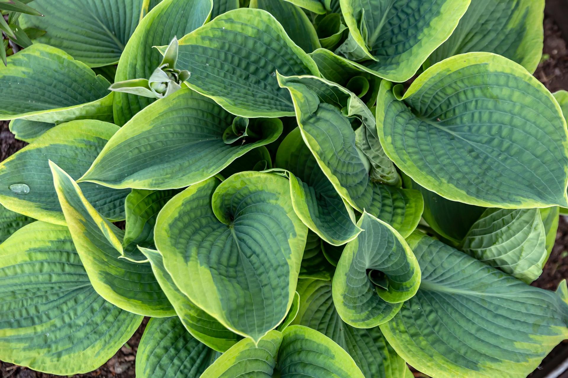 Définition | Hosta : qu'est-ce que c'est ? | Futura planète