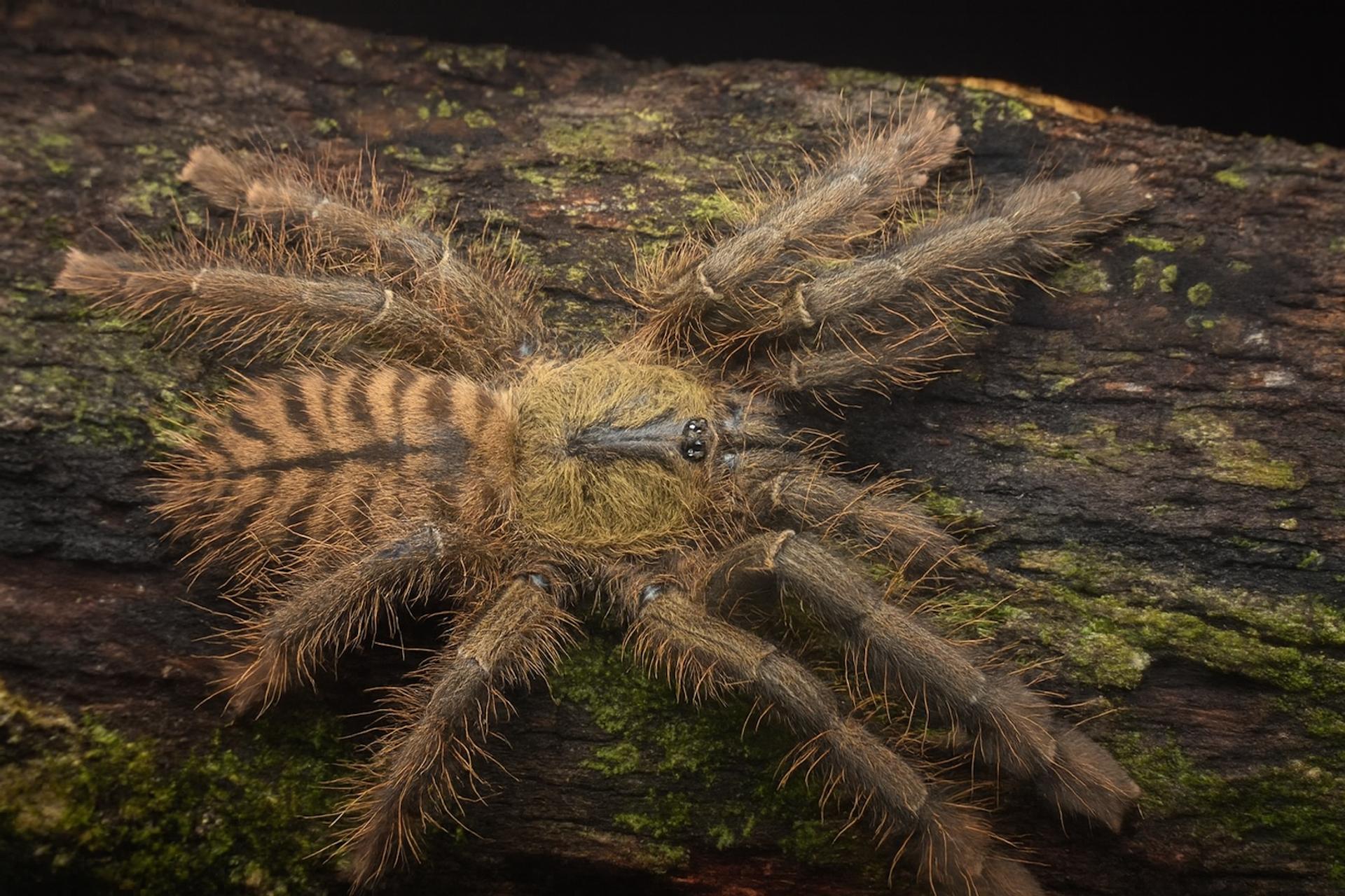 Mygale tigre : l’une des plus grandes araignées du monde n’était pas ...