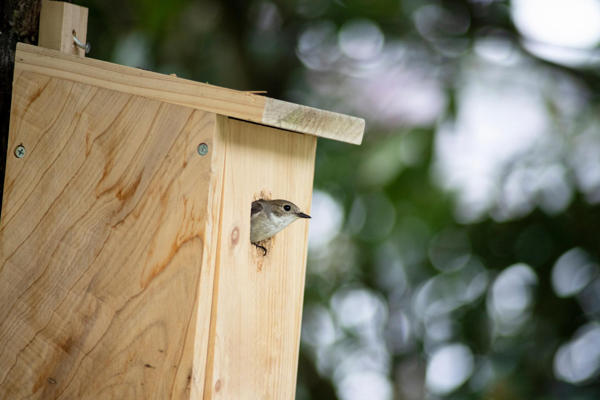 Comment fabriquer un nichoir pour les oiseaux de votre jardin