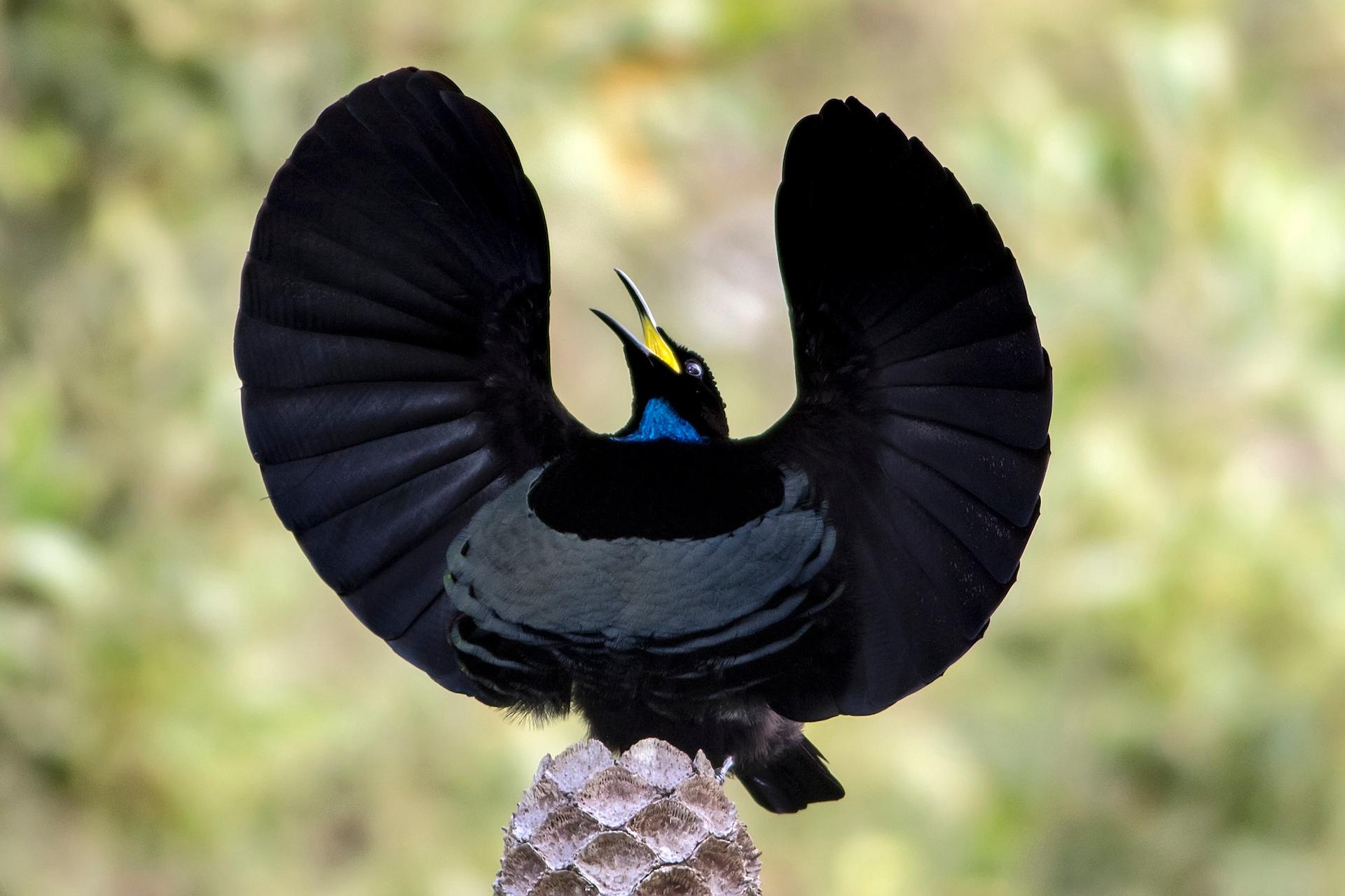 Ils ont créé un tissu si noir qu’il piège la lumière : la nature leur a ...