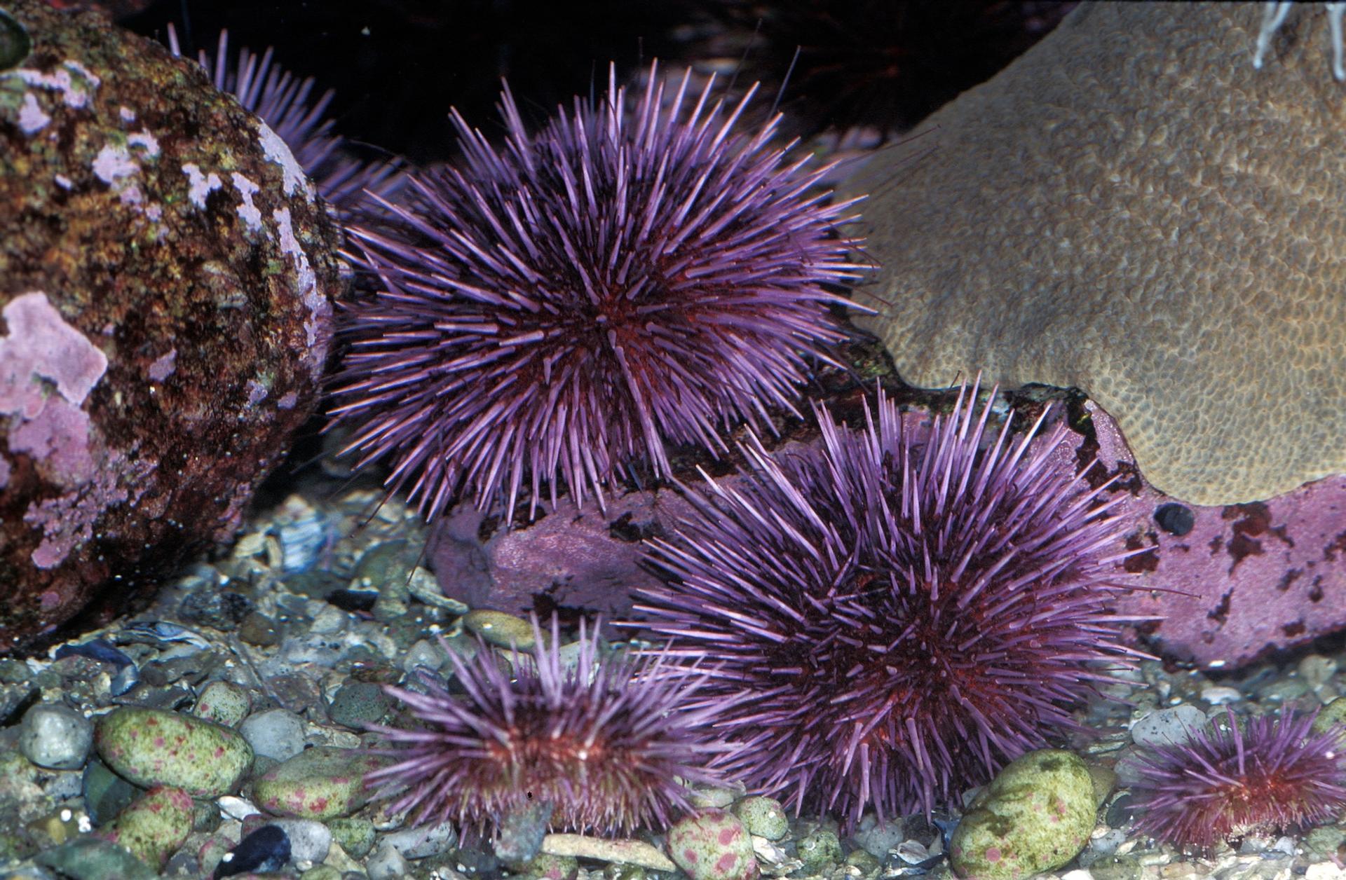 Echinoderms: Rethinking Animal Intelligence and Their Complex Nervous ...