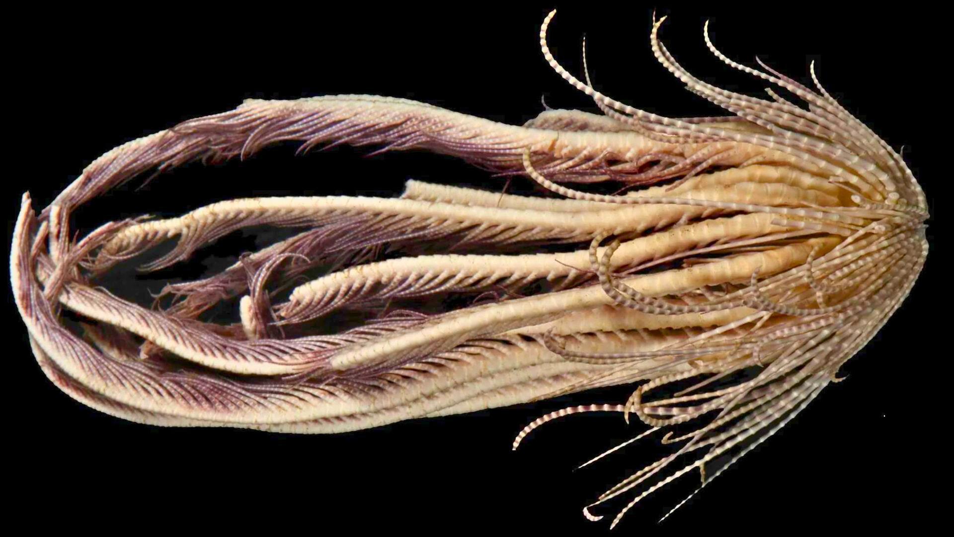 Est-ce un alien ou un animal des profondeurs