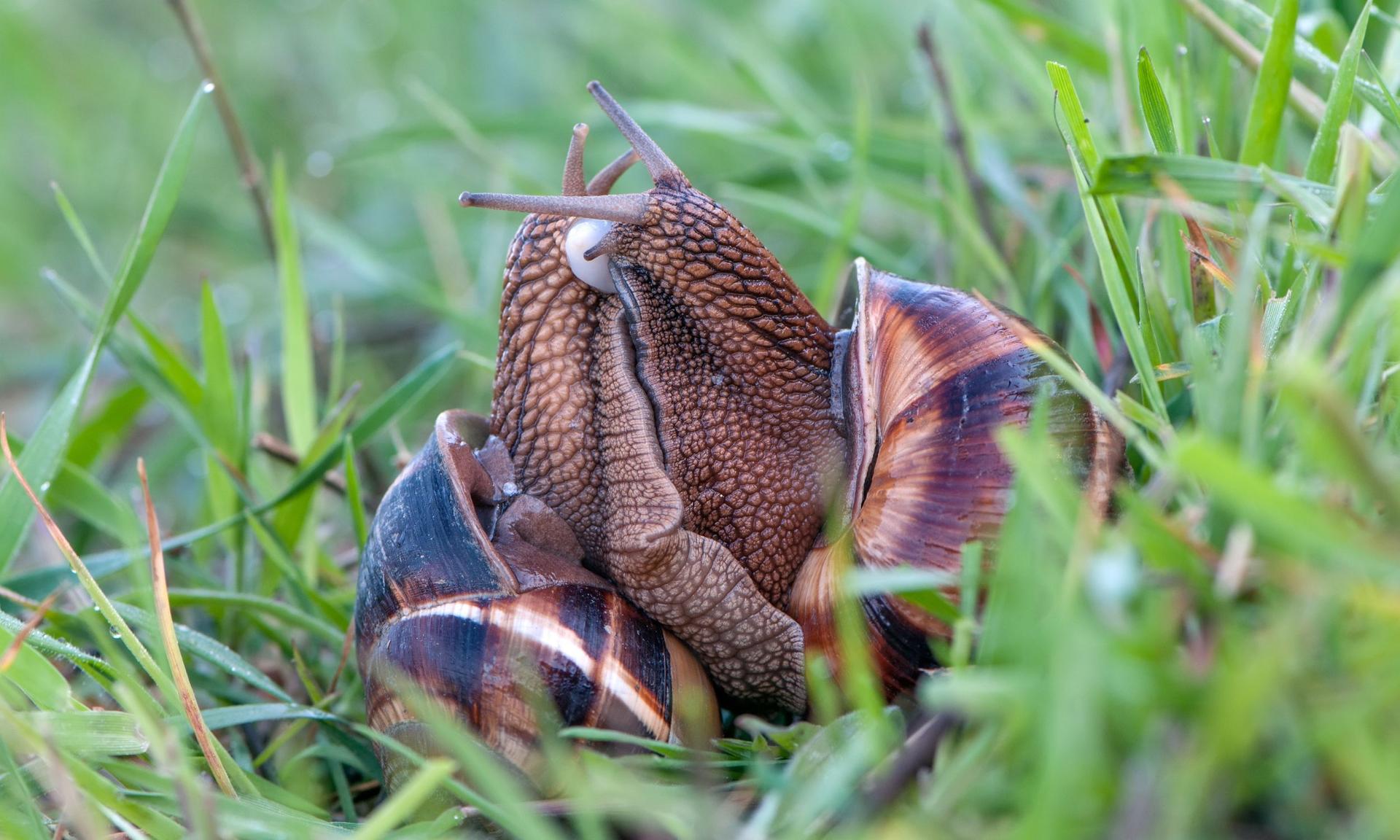 Comment se reproduisent les escargots et à quelle période