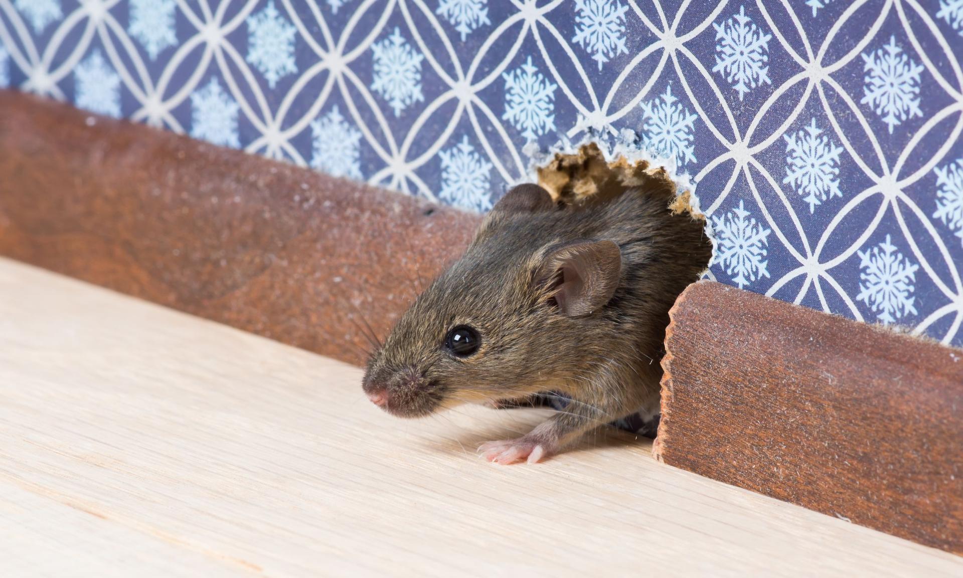 Comment attraper une souris sans la blesser et s’en débarrasser ...