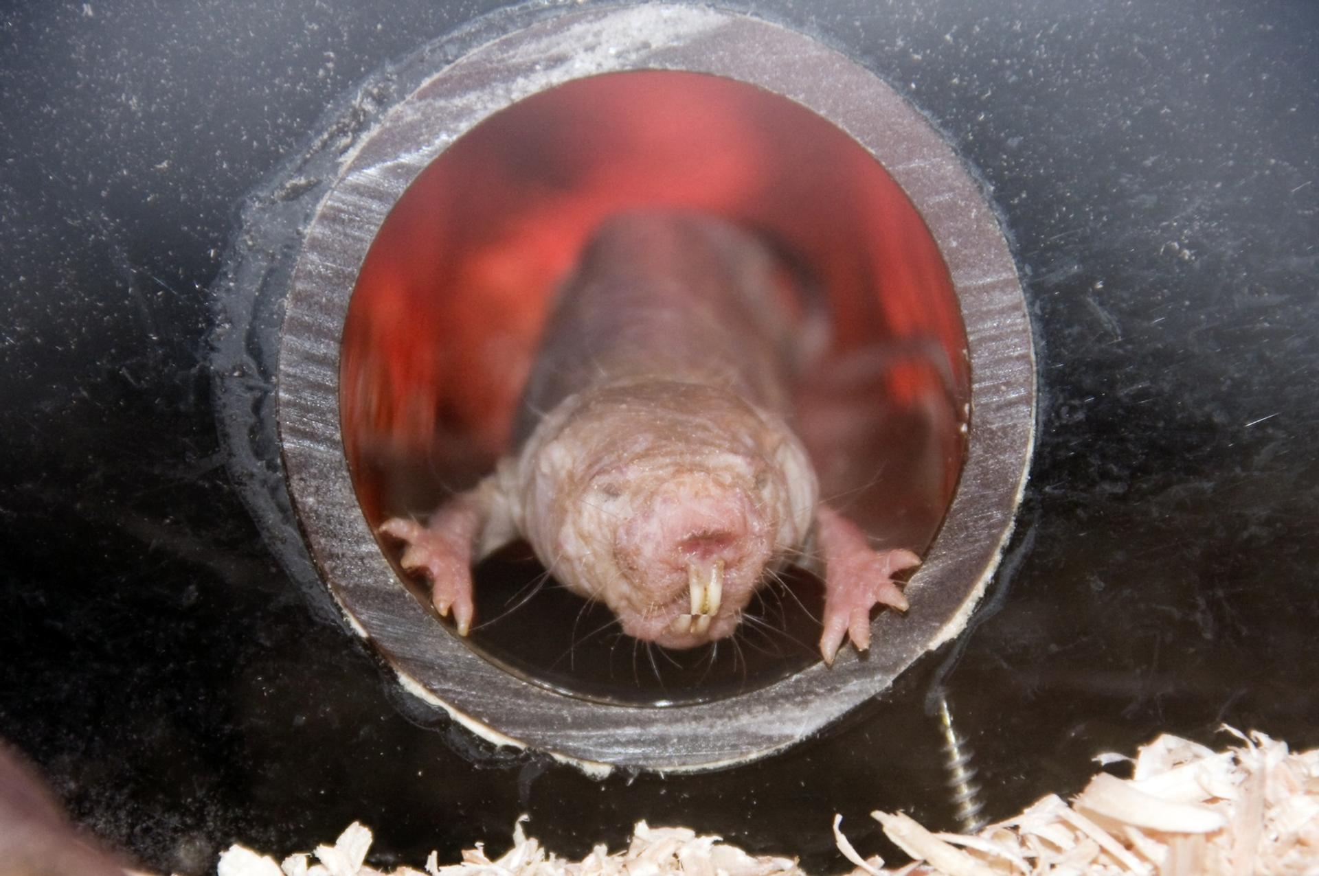 Définition | Rat-taupe nu : qu'est-ce que c'est ? | Futura planète