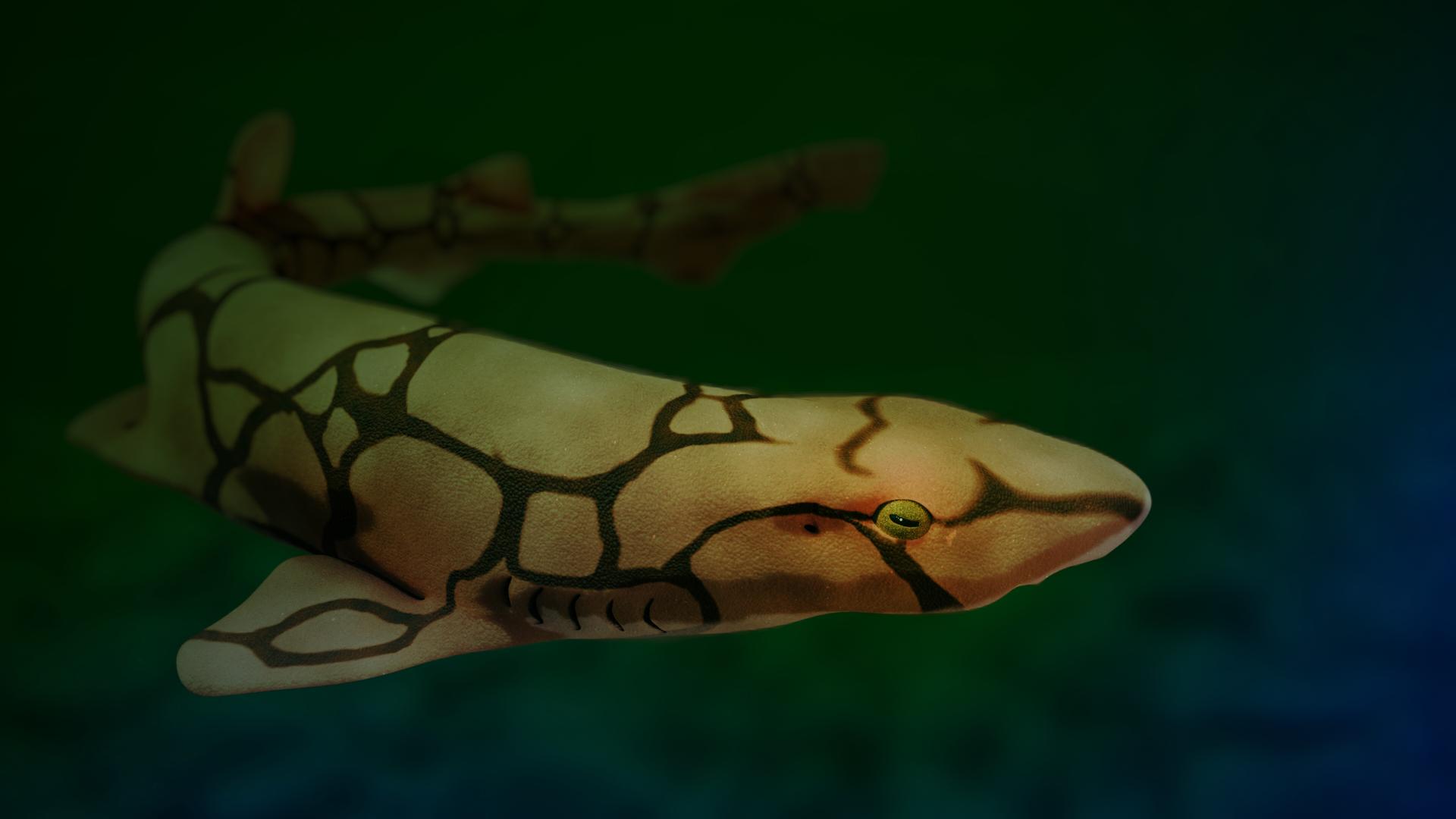 Découverte d'une nouvelle espèce de requin aux allures sinistres