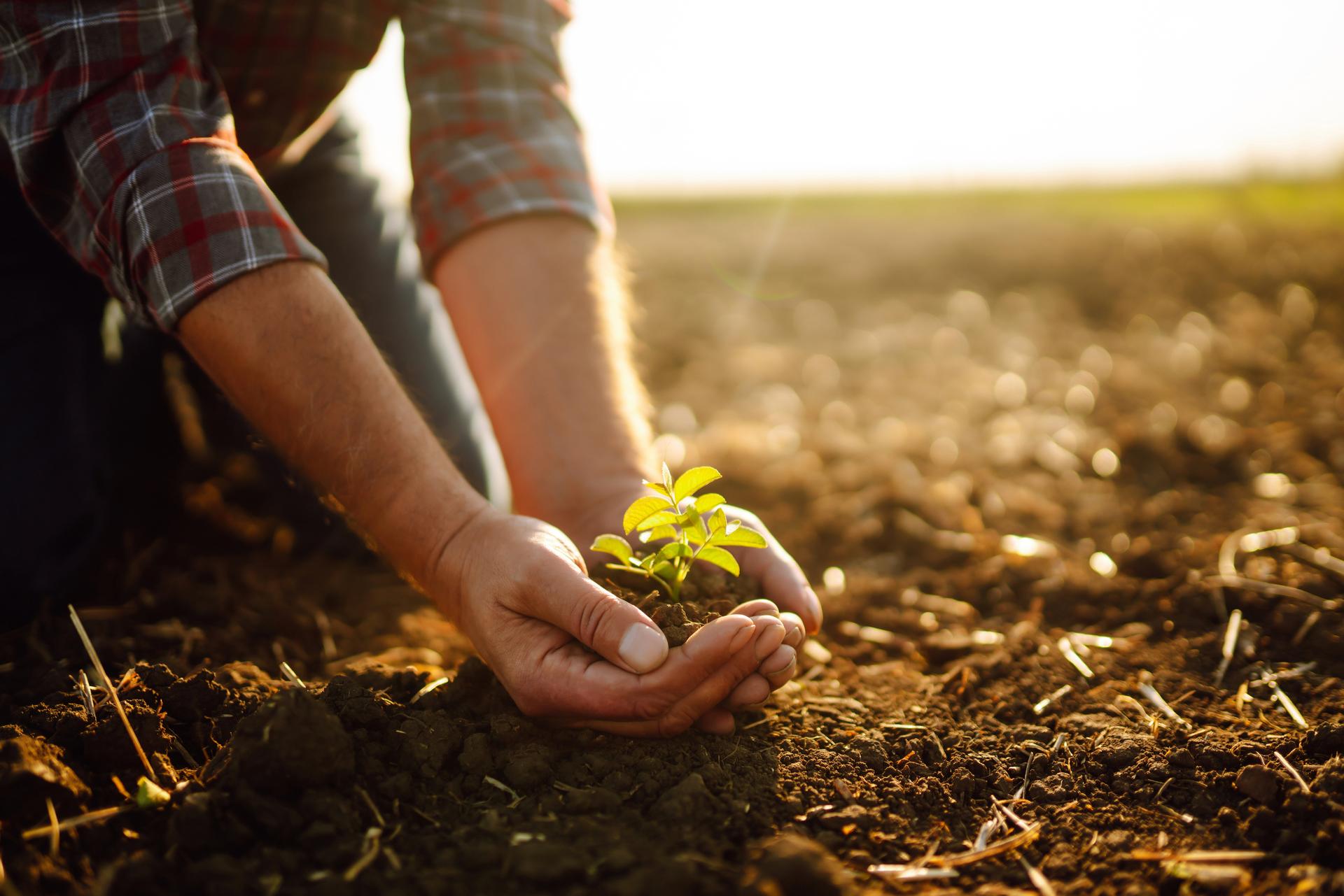 Dépolluer les sols par les plantes
