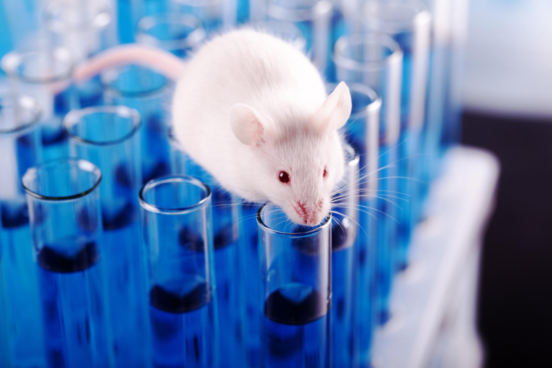 Définition | In vivo : qu'est-ce que c'est ? | Futura santé