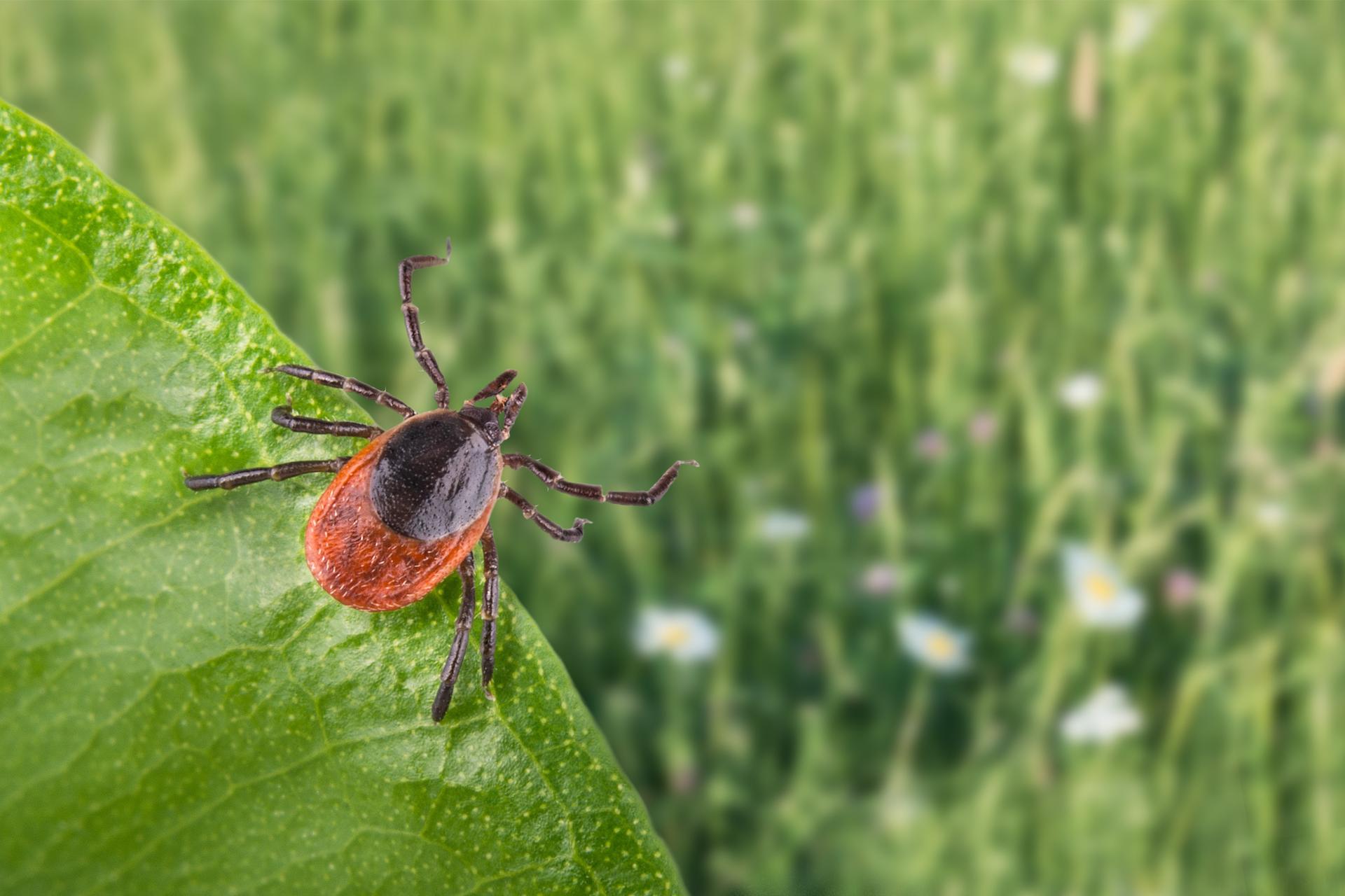 Maladie de Lyme : prévention et gestes qui sauvent en cas de morsure de ...