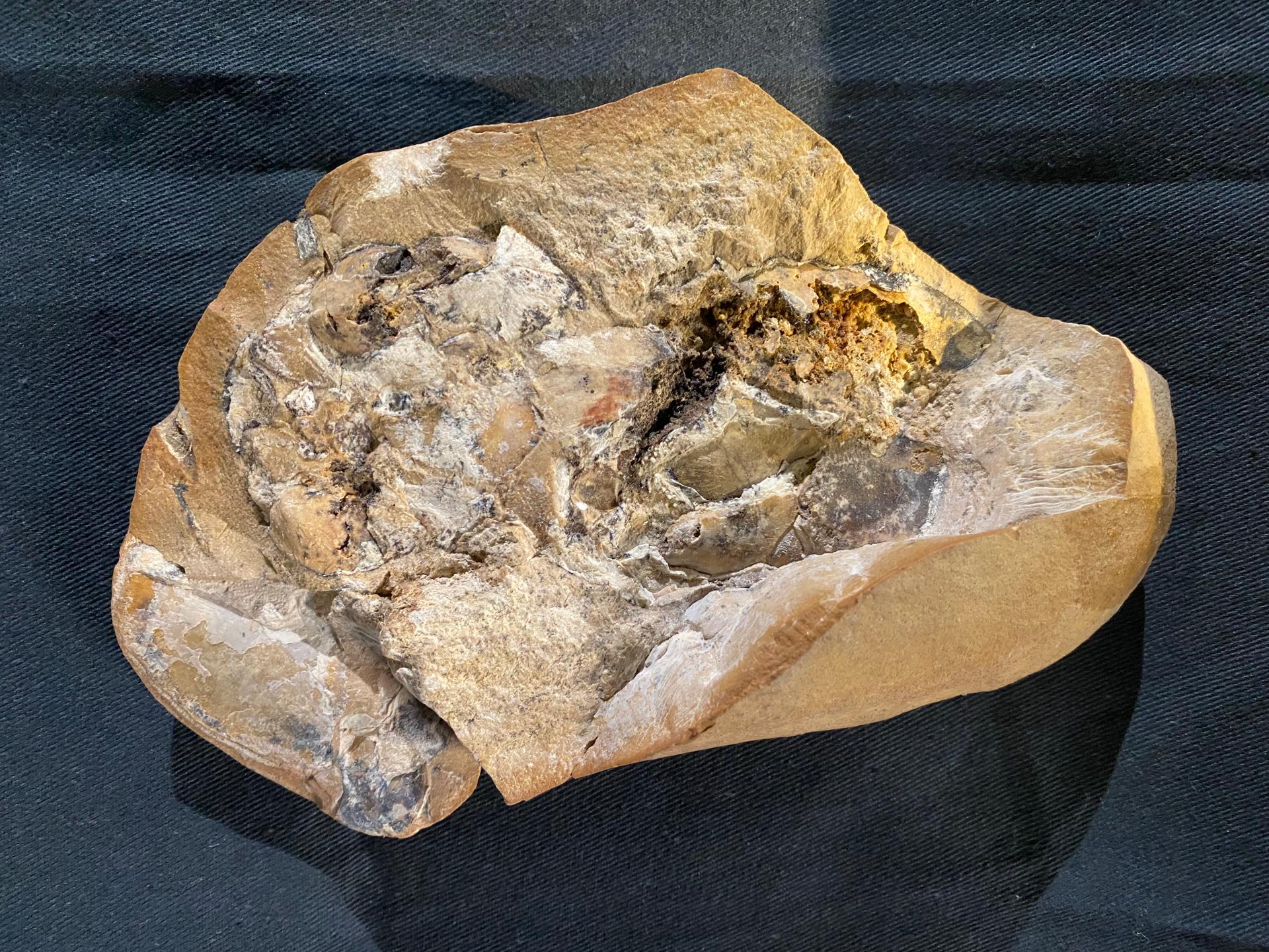 Incroyable découverte d’un cœur fossile de 380 millions d’années
