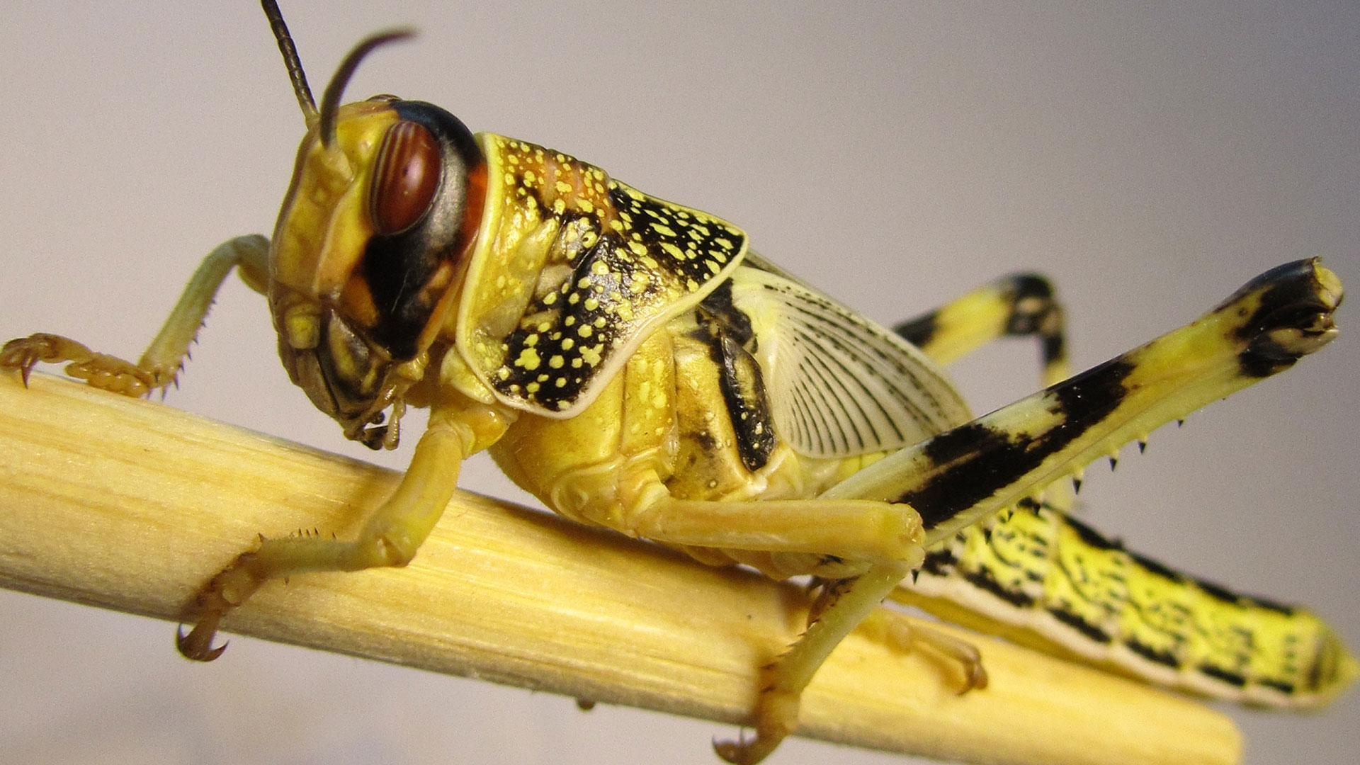 Le secret des ailes d’insecte