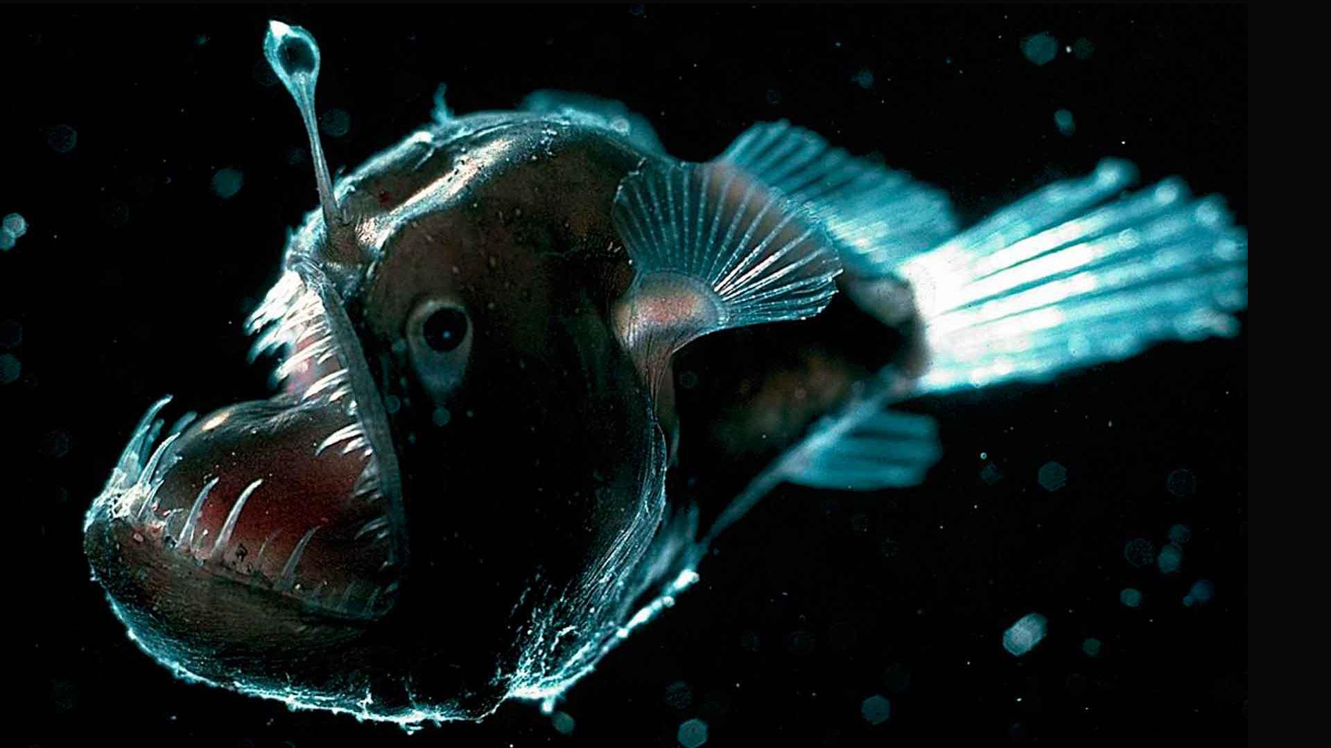 Un terrifiant poisson des profondeurs pour la première fois en vidéo