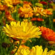 Définition | Chromoplaste : qu'est-ce que c'est ? | Futura planète