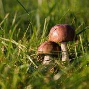 Quel est le plus grand champignon comestible du monde