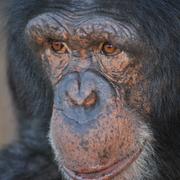 Définition | Mutant : qu'est-ce que c'est ? | Futura santé