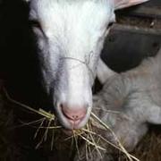 Plus efficace qu'un pesticide : une chèvre