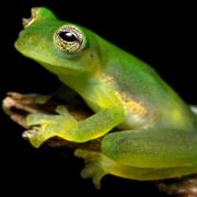 Quelle est la différence entre rainette et grenouille