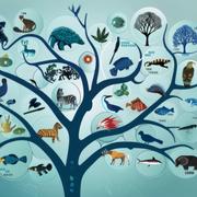 Définition | Bilatérien : qu'est-ce que c'est ? | Futura planète