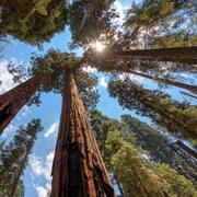Sapin, épicéa, pin : quelles différences