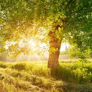 Définition | Bilatérien : qu'est-ce que c'est ? | Futura planète