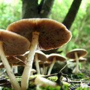 Définition | Bilatérien : qu'est-ce que c'est ? | Futura planète