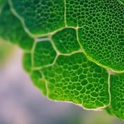 Définition | Plasmodesme : qu'est-ce que c'est ? | Futura planète